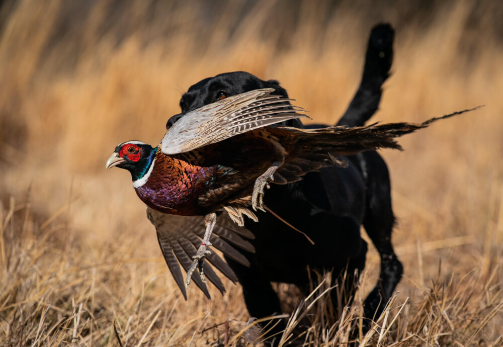 BB - Double T British Kennels