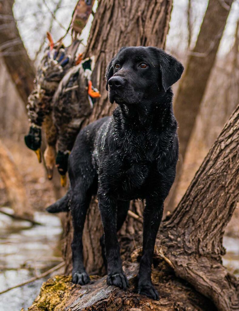 Why you should choose a British Lab - Double T British Kennels