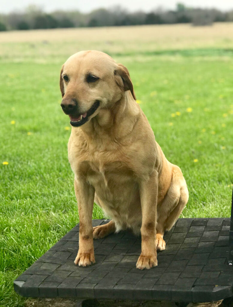 Females - Double TT British Kennels