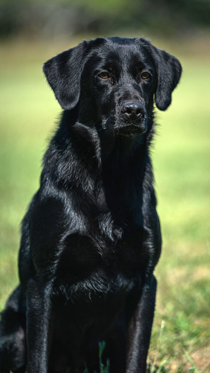 Prim - Double TT British Kennels