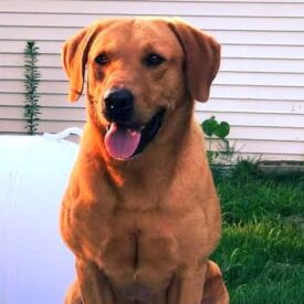 British Labrador Puppies - Double TT British Kennels